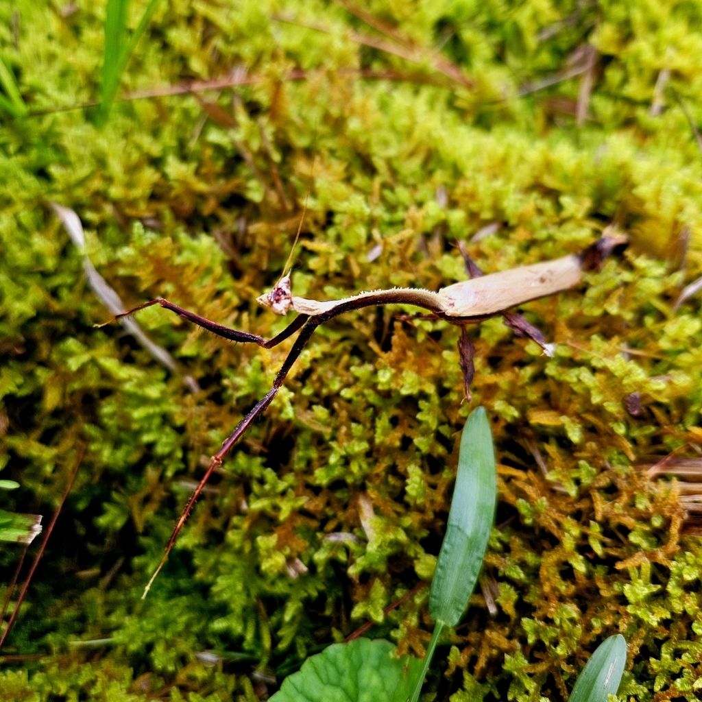Feather Mantis in January 2024 by V · iNaturalist