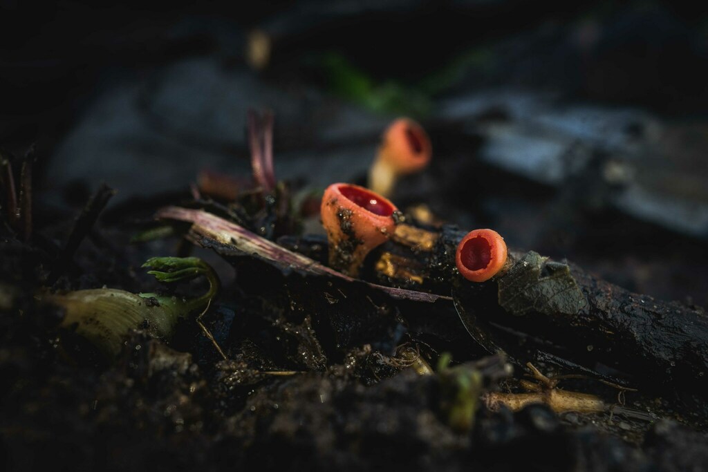 Scarlet Elfcup in January 2024 by Linus. On salix sticks. Basal ...