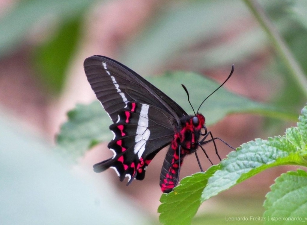 Parides bunichus from Santa Rita de Jacutinga, State of Minas Gerais ...