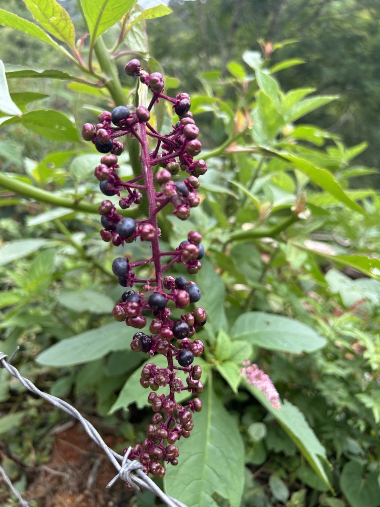 Phytolacca thyrsiflora from Santo Antônio Do Pinhal, SP, BR on January ...