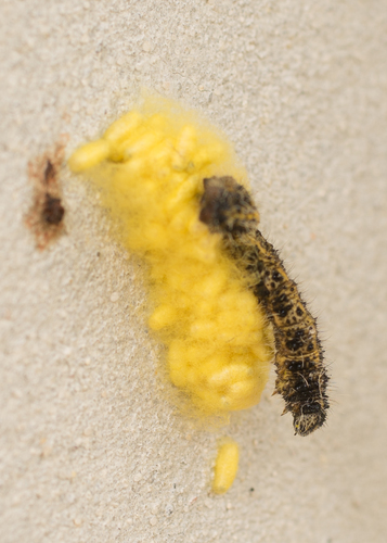 Cabbage White Parasitoid Wasp Bracovirus (Cotesia glomerata bracovirus ...