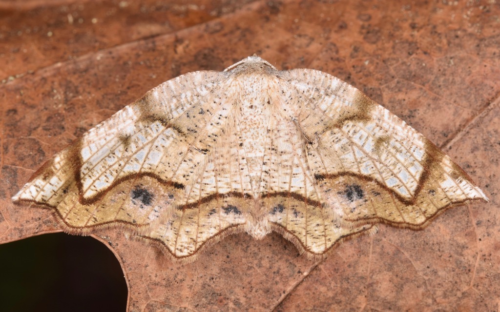 Friendly Probole Moth (Moths of Georgia) · iNaturalist