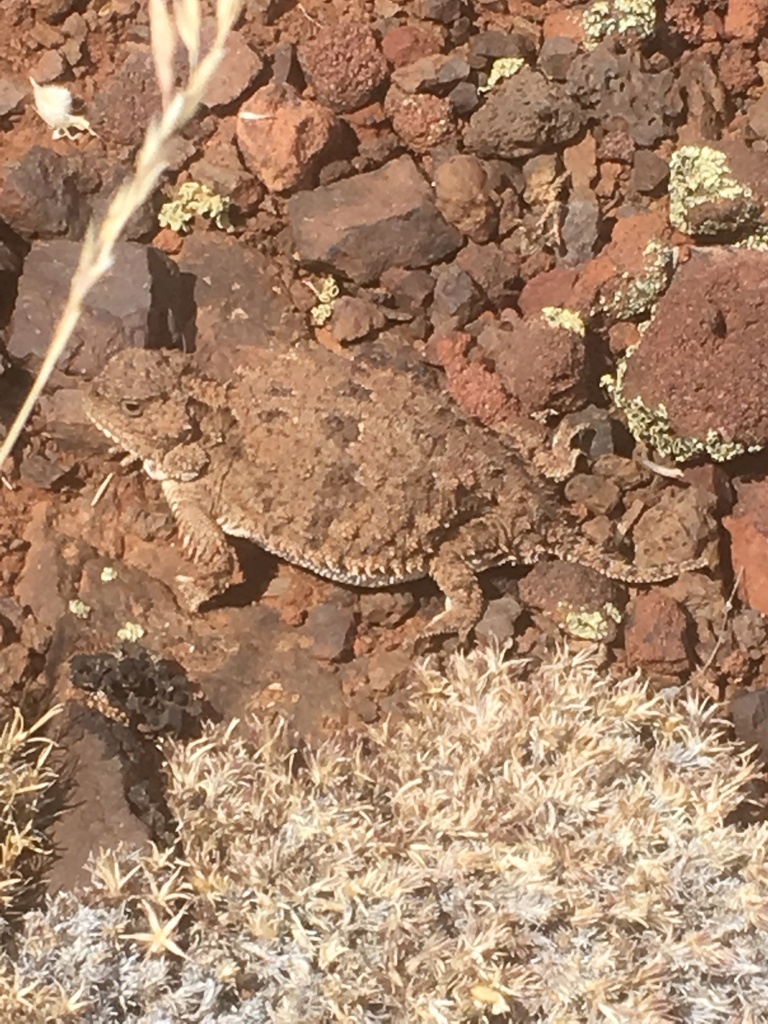 Pygmy Short-horned Lizard in August 2017 by Shannon Tushingham ...