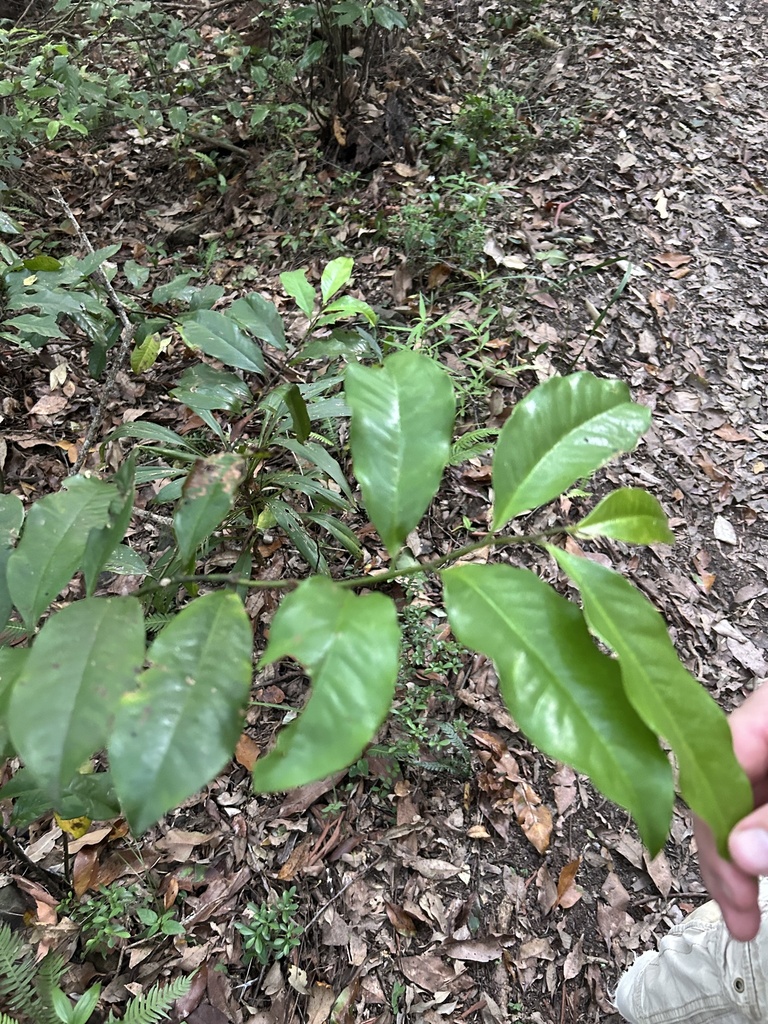 Bolwarra from D’Aguilar National Park, Mount Nebo, QLD, AU on January ...