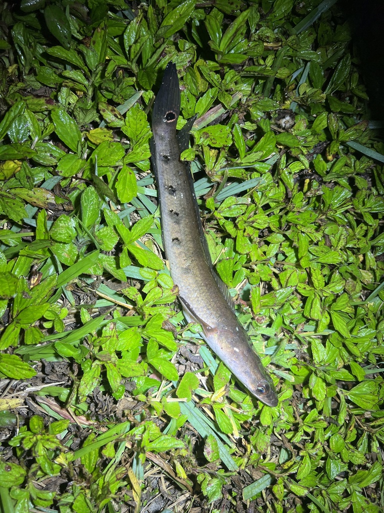 Goldline Bullseye Snakehead from Barlake Dr, 博卡拉顿, FL, US on January 27 ...