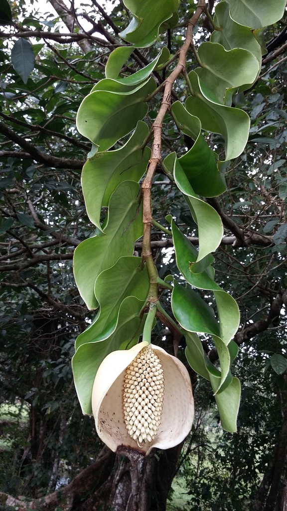 Monstera tuberculata from San Andrés Tuxtla, Ver., México on February ...