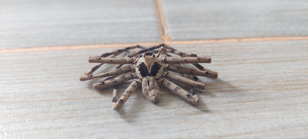 Pantropical Huntsman Spider from Hòa Hội, Xuyên Mộc, Bà Rịa - Vũng Tàu ...