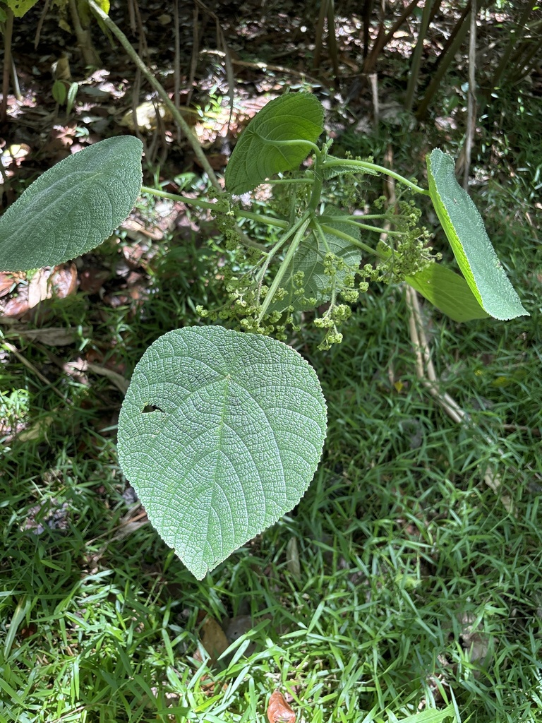 Gympie Stinging Tree from Yungaburra National Park, East Barron, QLD ...