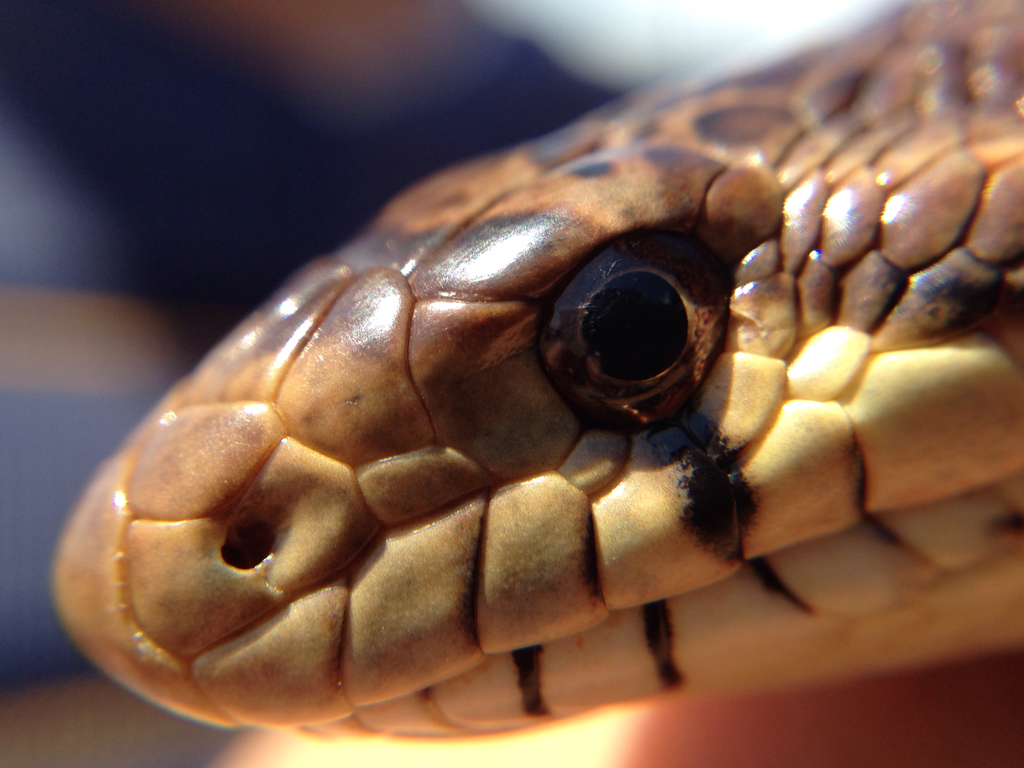 Pacific Gopher Snake from 4497 Adobe Rd, Petaluma, CA, US on April 24 ...