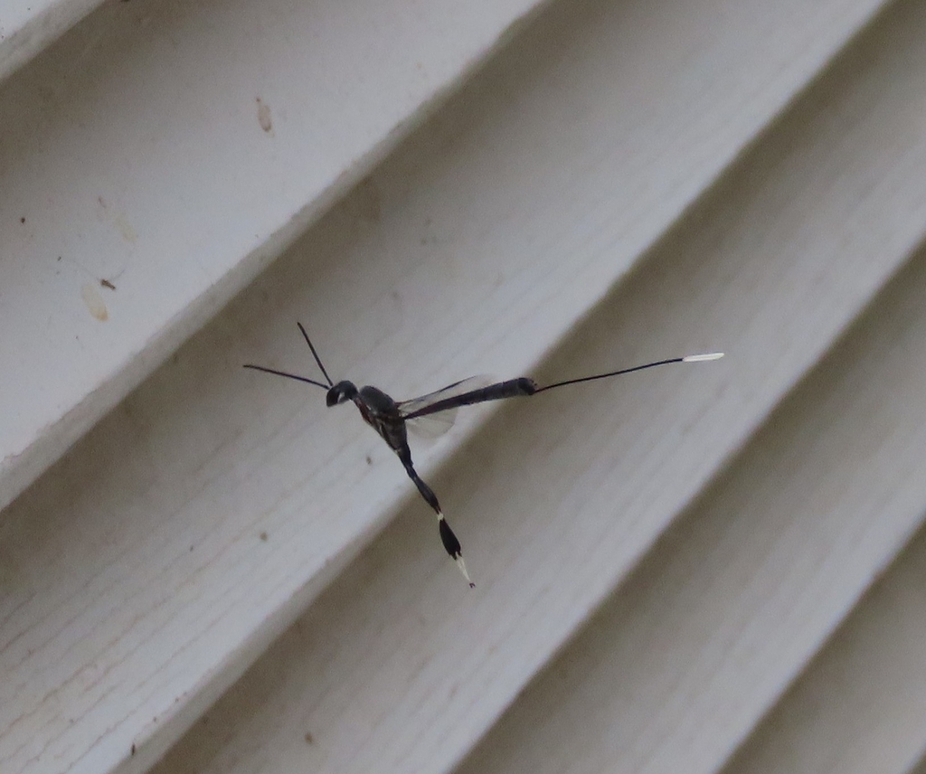 Gasteruption from Wallaga Lake NSW 2546, Australia on January 26, 2024 ...