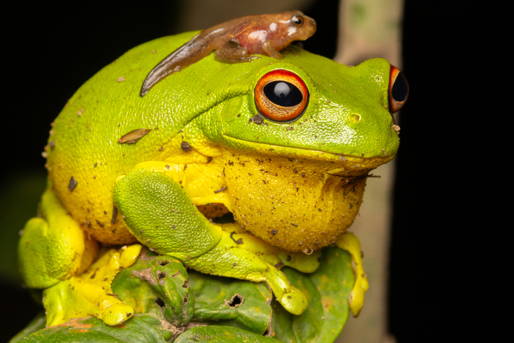 Orange-eyed Tree Frog in January 2024 by Jono Dashper. in situ photo of ...