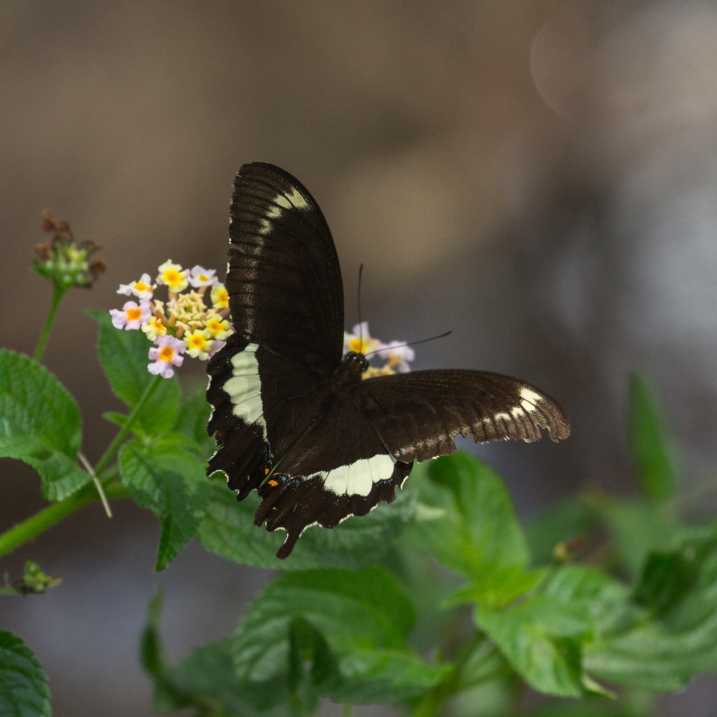 Capaneus Swallowtail from Dundas QLD 4306, Australia on January 9, 2016 ...