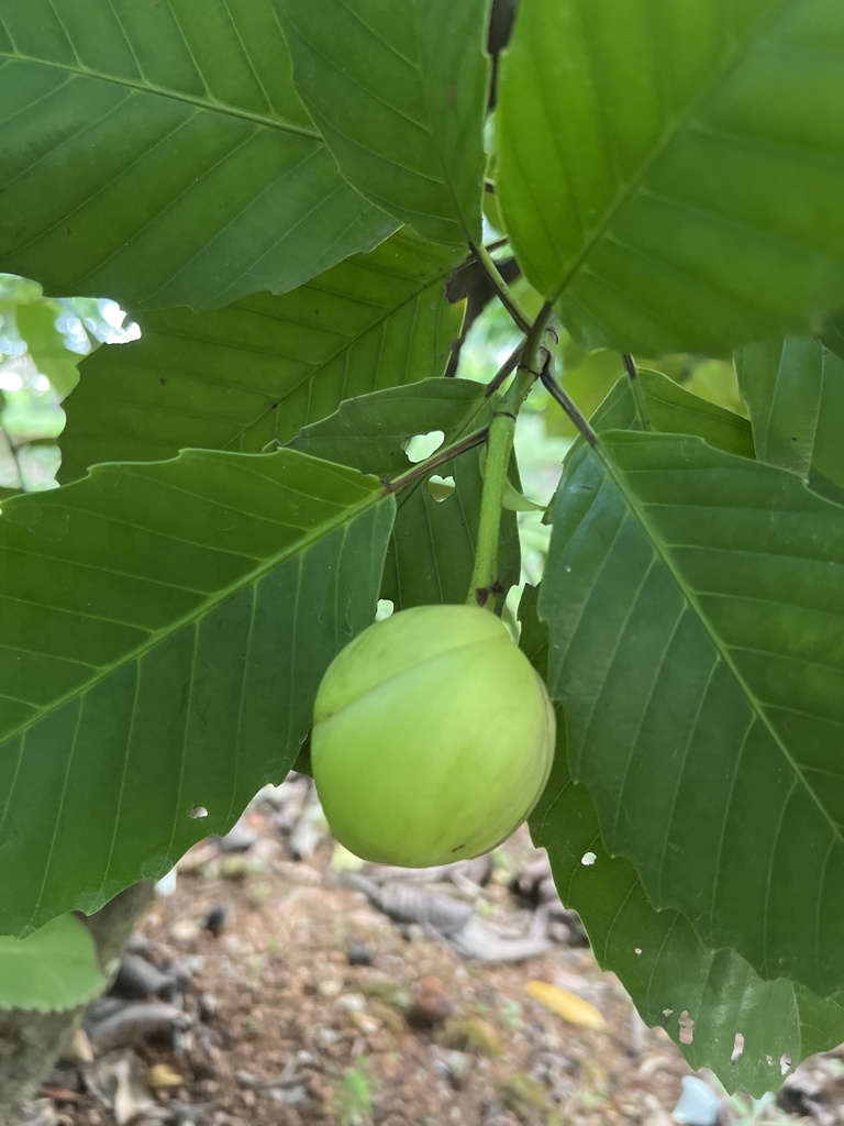 katmon in January 2024 by Joyce Fu · iNaturalist