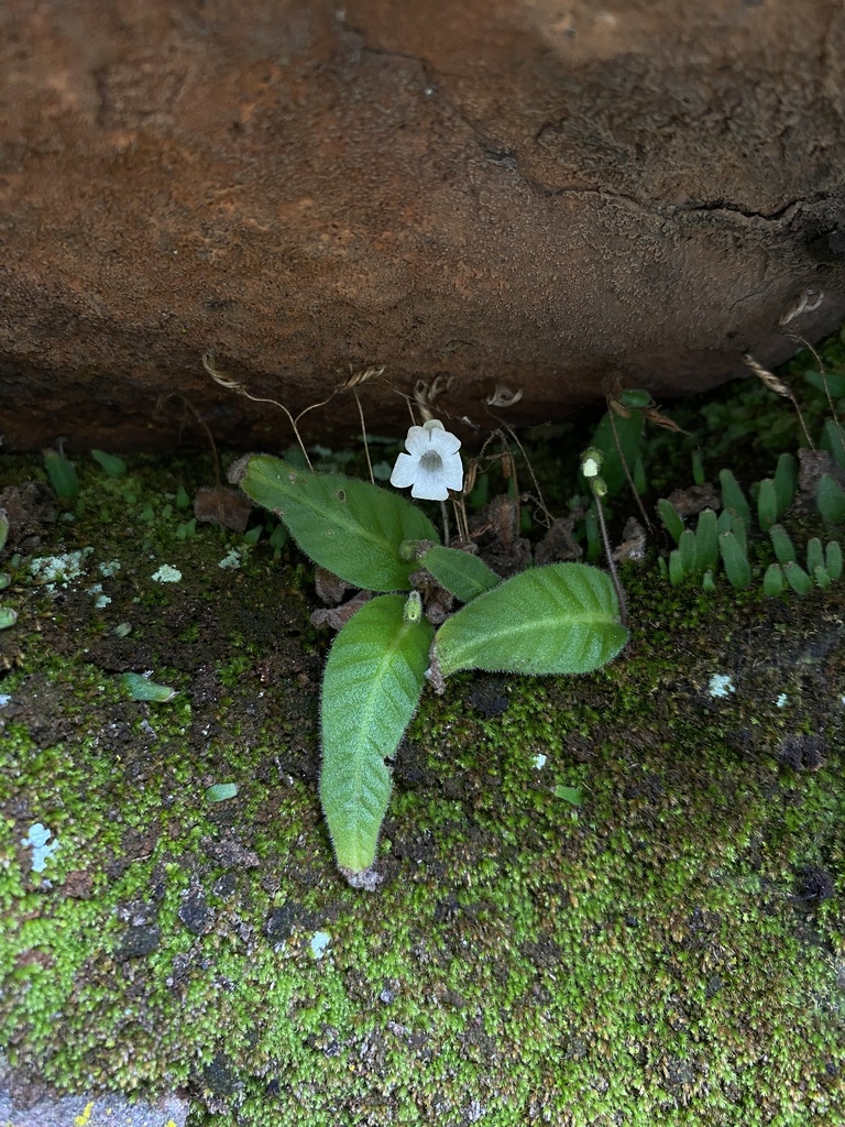 Streptocarpus rimicola in January 2024 by Carel Fourie · iNaturalist