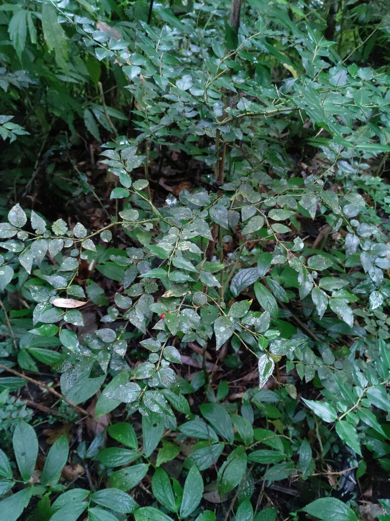 Damnacanthus indicus from 233台灣新北市烏來區 on January 28, 2024 at 04:39 PM ...