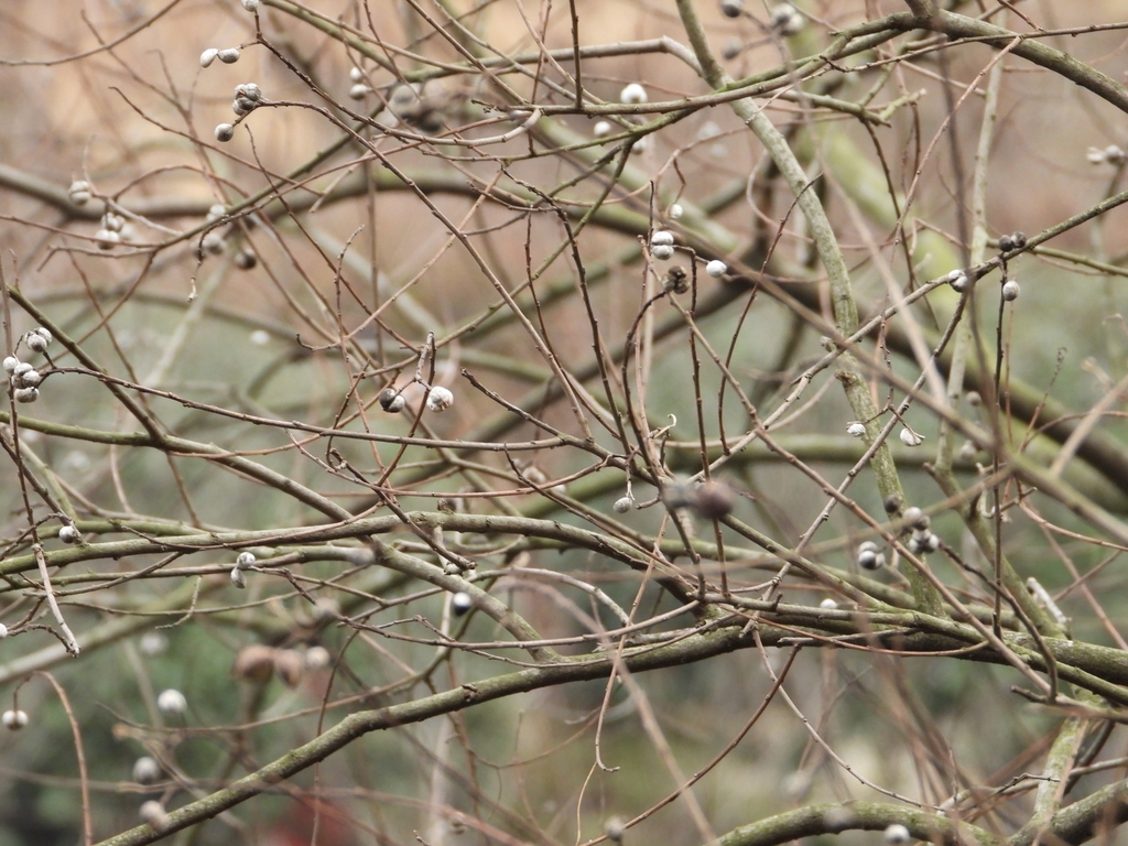 Chinese Tallow from 桃花岭 on January 28, 2024 at 11:36 AM by 小果娭毑 ...