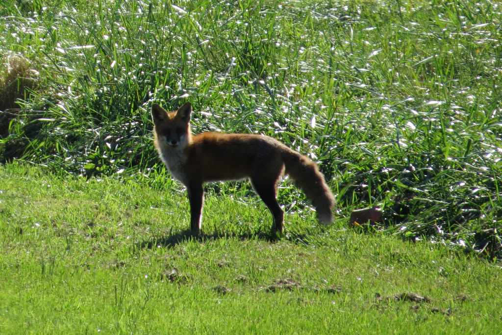 Red Fox from Baltimore, MD, USA on November 10, 2016 at 12:18 PM by ...