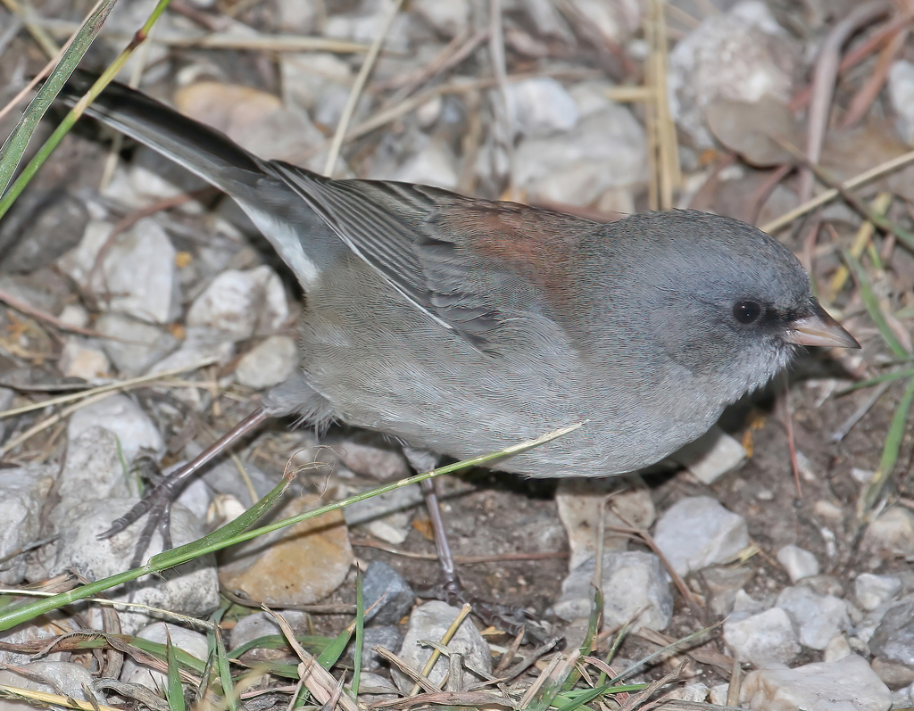Gray-headed Junco from Culberson County, TX, USA on October 12, 2009 at ...