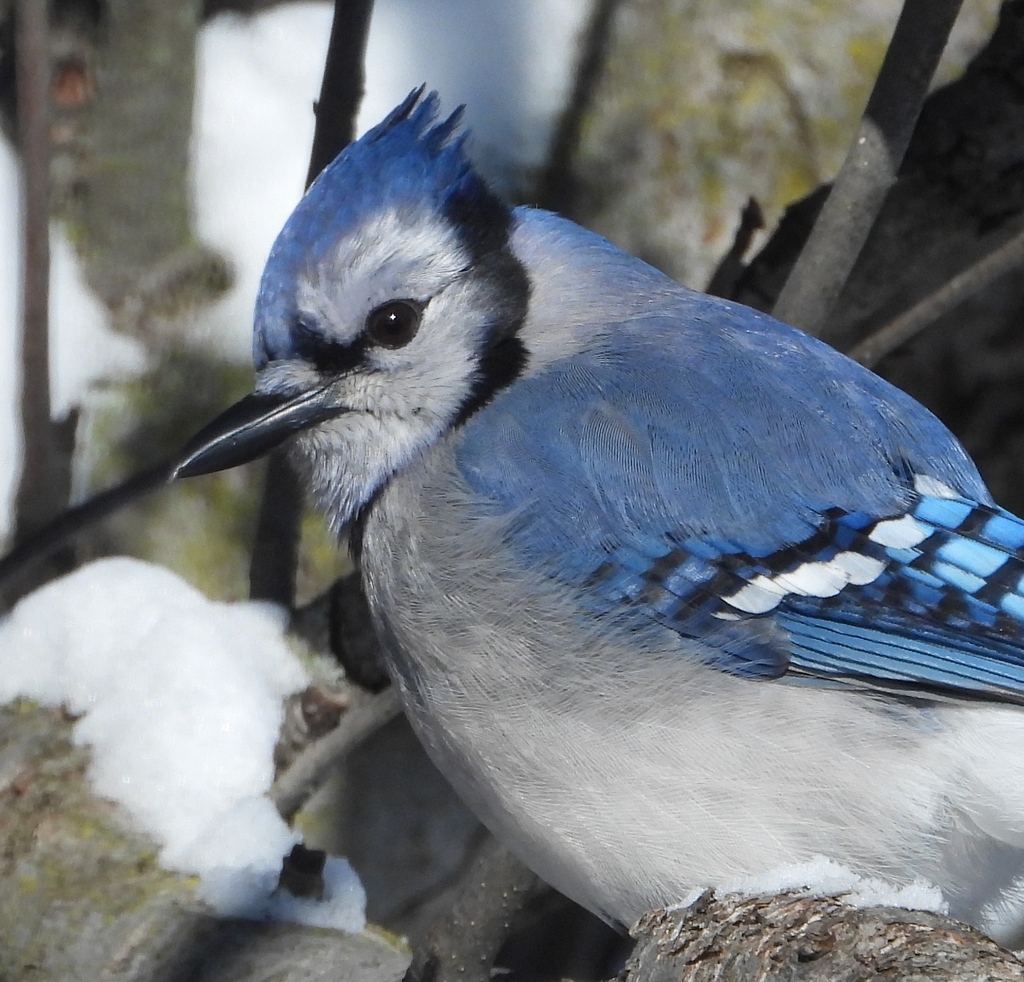 Blue Jay from Evendale, OH, USA on January 20, 2024 at 12:34 PM by ...