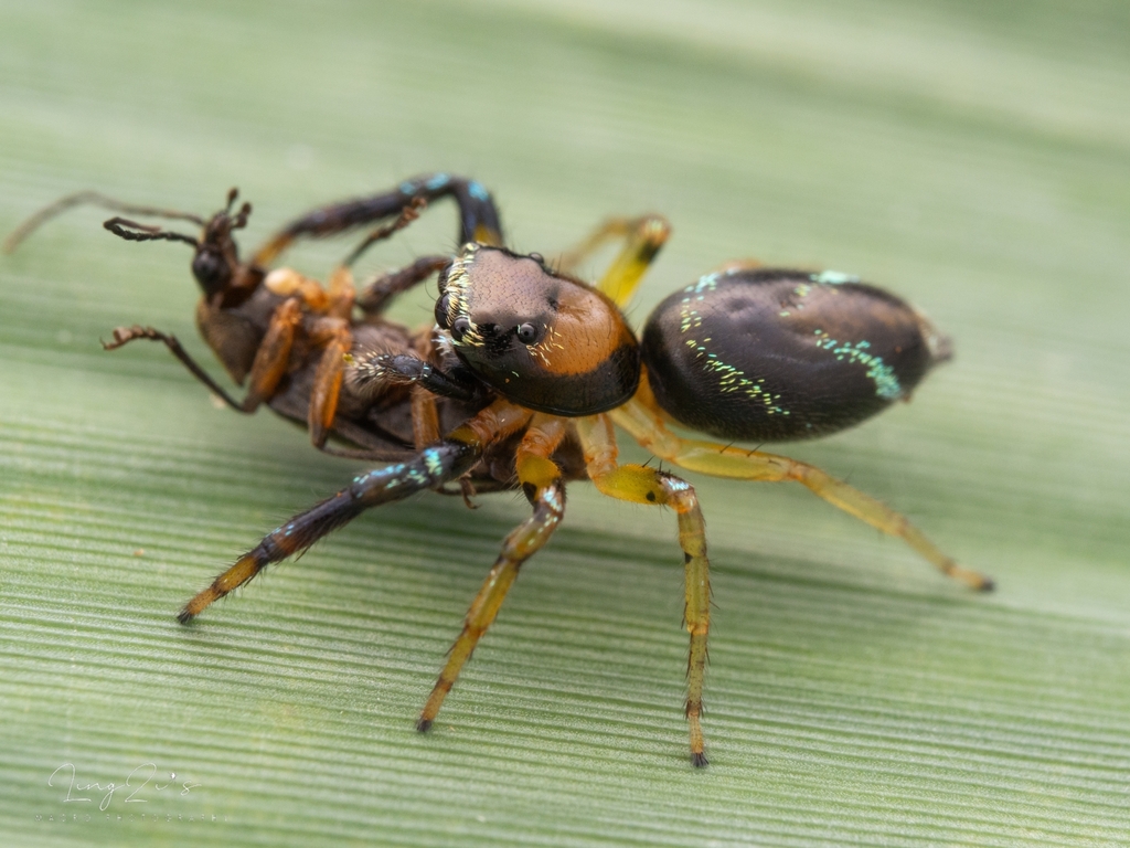 Metallic blue jumper from 9QX8+JP, 69000 Genting Highlands, Pahang ...