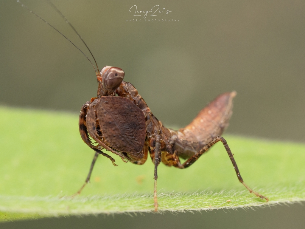 Astyliasula phyllopus from 69000, Pahang, Malaysia on January 28, 2024 ...