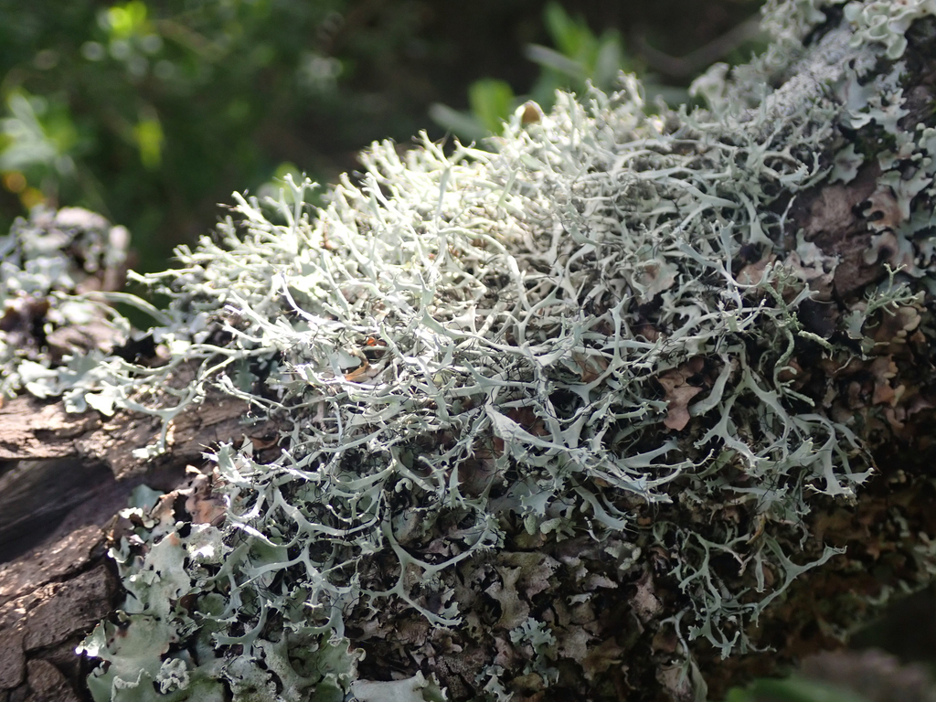 Elegant Fringe Lichen from Keurboomstrand, South Africa on December 17 ...