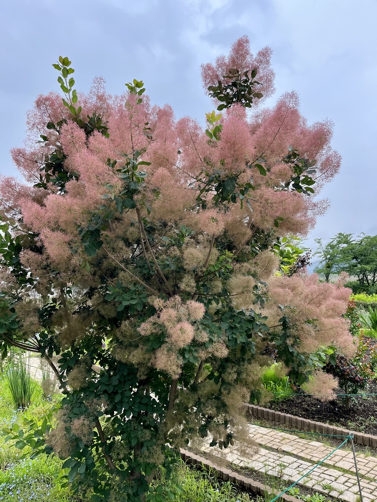 vascular plants from Fuji-Hakone-Izu National Park, Fujikawaguchiko ...