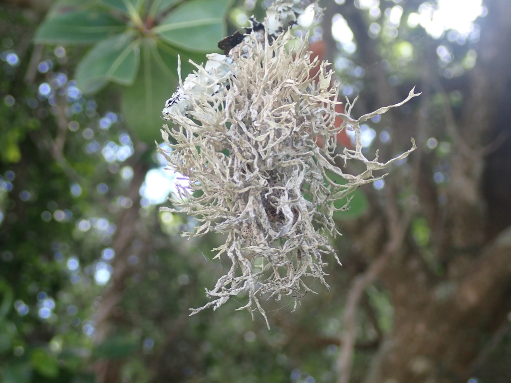 Litmus Lichens from Keurboomstrand, South Africa on December 17, 2023 ...