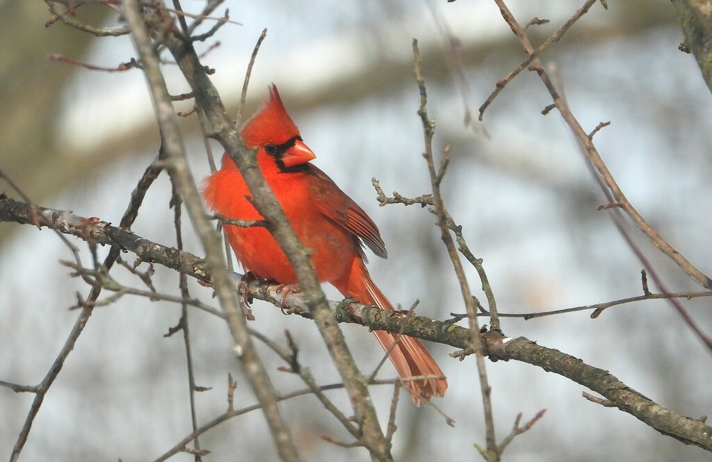 Northern Cardinal from Hamilton, Ohio, United States on January 19 ...
