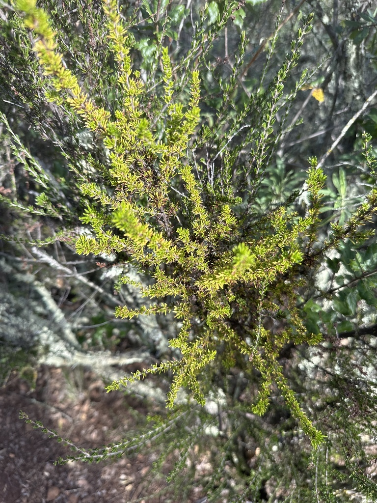 chamise from Santa Rosa Plateau Ecological Reserve, Temecula, CA, US on ...