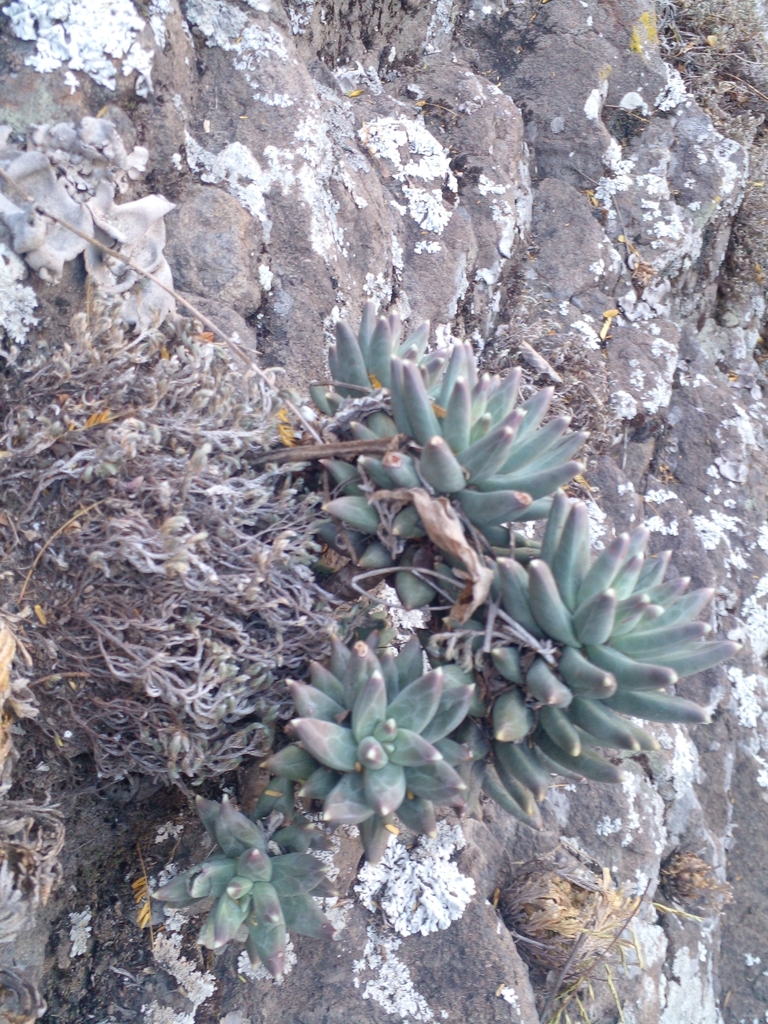 Pachyphytum compactum in January 2024 by Emmanuel Antonio Carreño ...