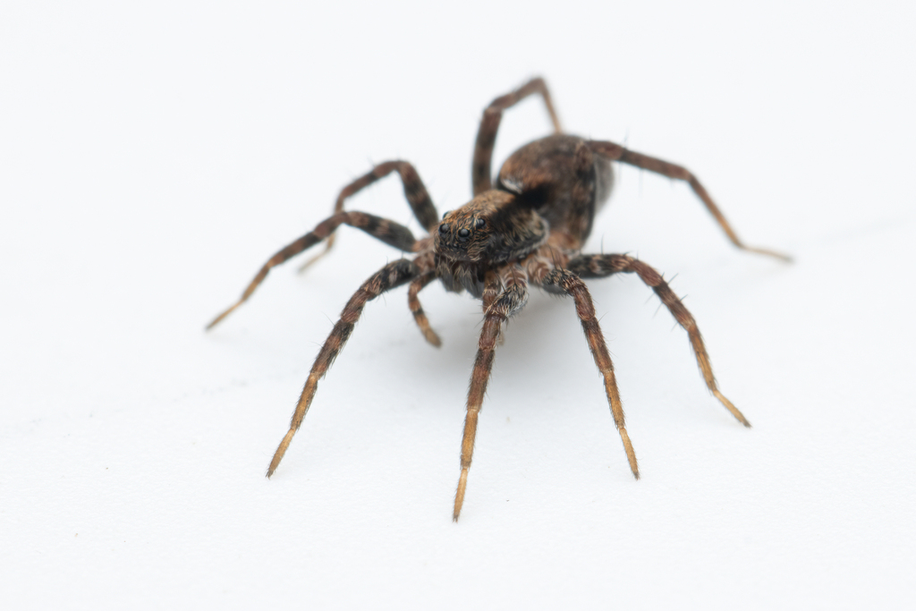 Burnt Wolf Spider from 8680 Ry, Danmark on April 25, 2023 by Frederik ...