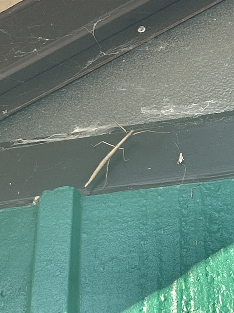 Stick Insects from Don Carter State Park, Gainesville, GA, US on ...
