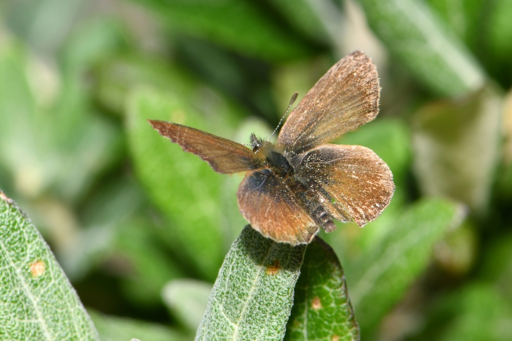 Heath-Blues from Mount Baw Baw Alpine Resort (Unincorporated), Baw, Baw ...