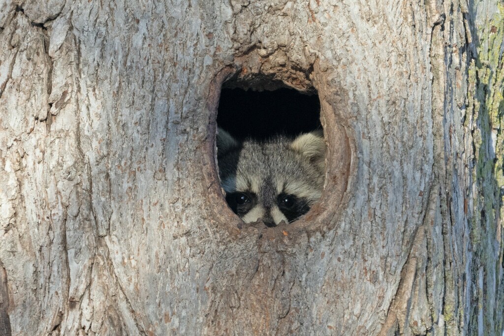 Common Raccoon from Hartley, Lincoln, NE, USA - Wyuka Cemetery on ...