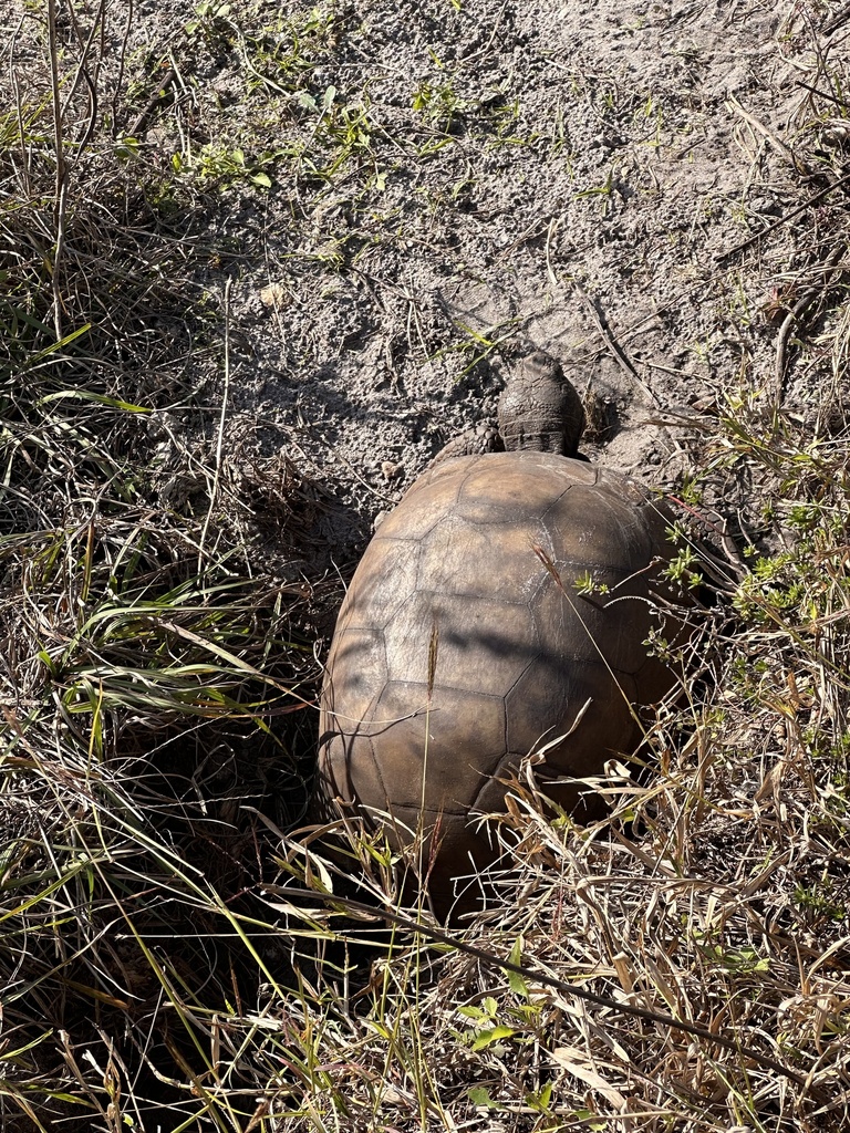 Gopher Tortoise in January 2024 by Carter Wuliger. brown turtle with ...