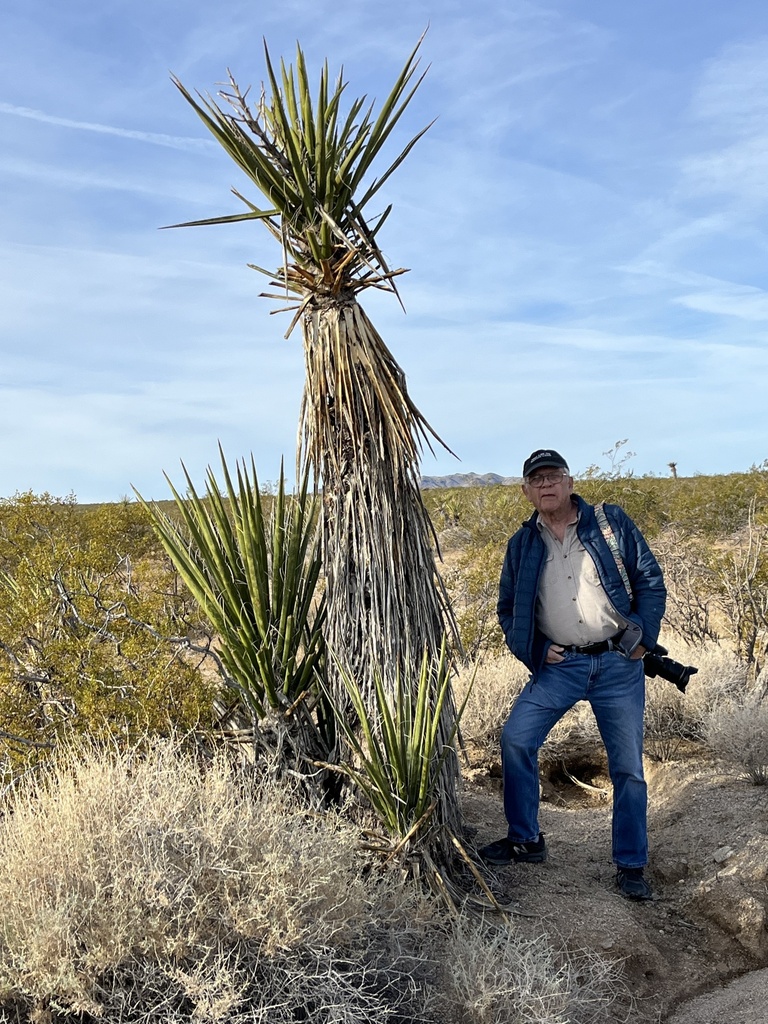 Mojave Yucca from Joshua Tree National Park, Indio, CA, US on January ...