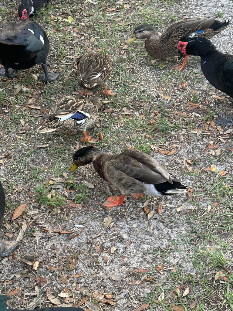 Mallard from University of South Florida, Tampa, FL, US on January 28 ...