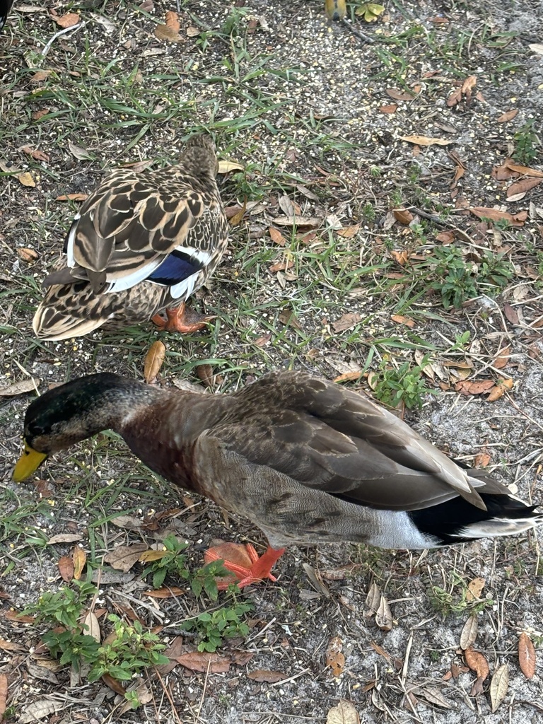 Mallard from University of South Florida, Tampa, FL, US on January 28 ...