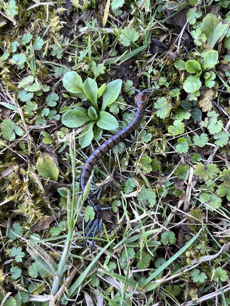 New Zealand giant centipede from North Island, Coromandel, Waikato, NZ ...