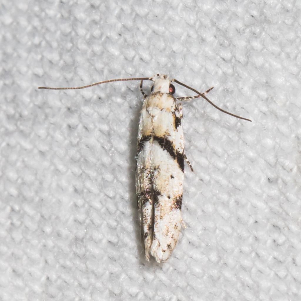 White Stripe-backed Moth from Allegany County, MD, USA on April 13 ...