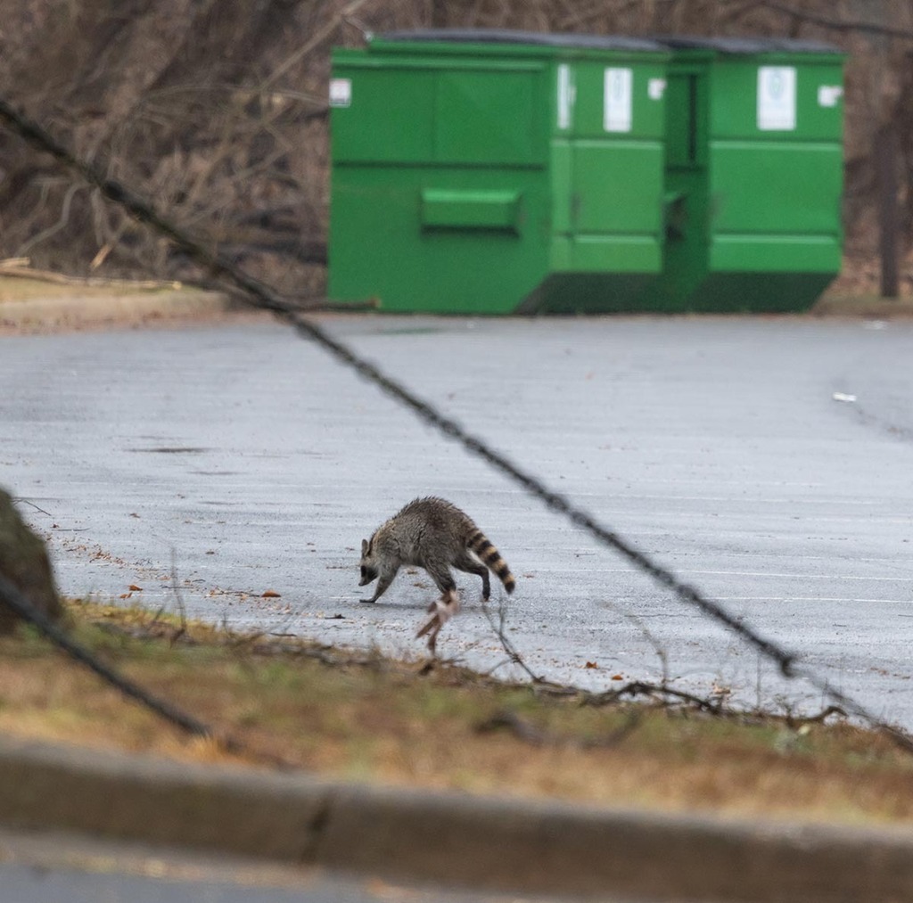 Common Raccoon from Great Falls, VA, USA on January 28, 2024 at 10:36 ...