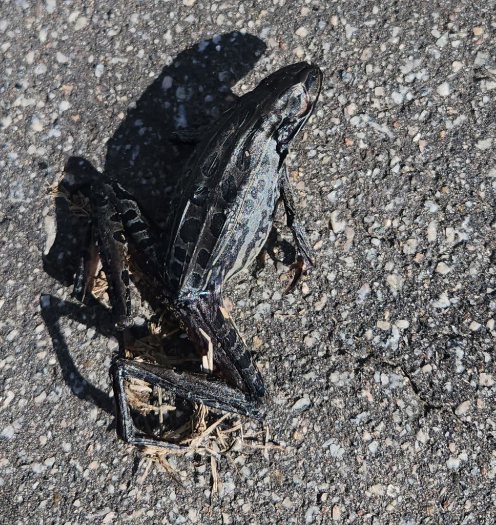 Southern Leopard Frog from Hyde County, NC, USA on January 28, 2024 at ...