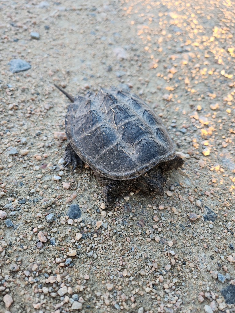 Common Snapping Turtle from Hyde County, NC, USA on January 28, 2024 at ...