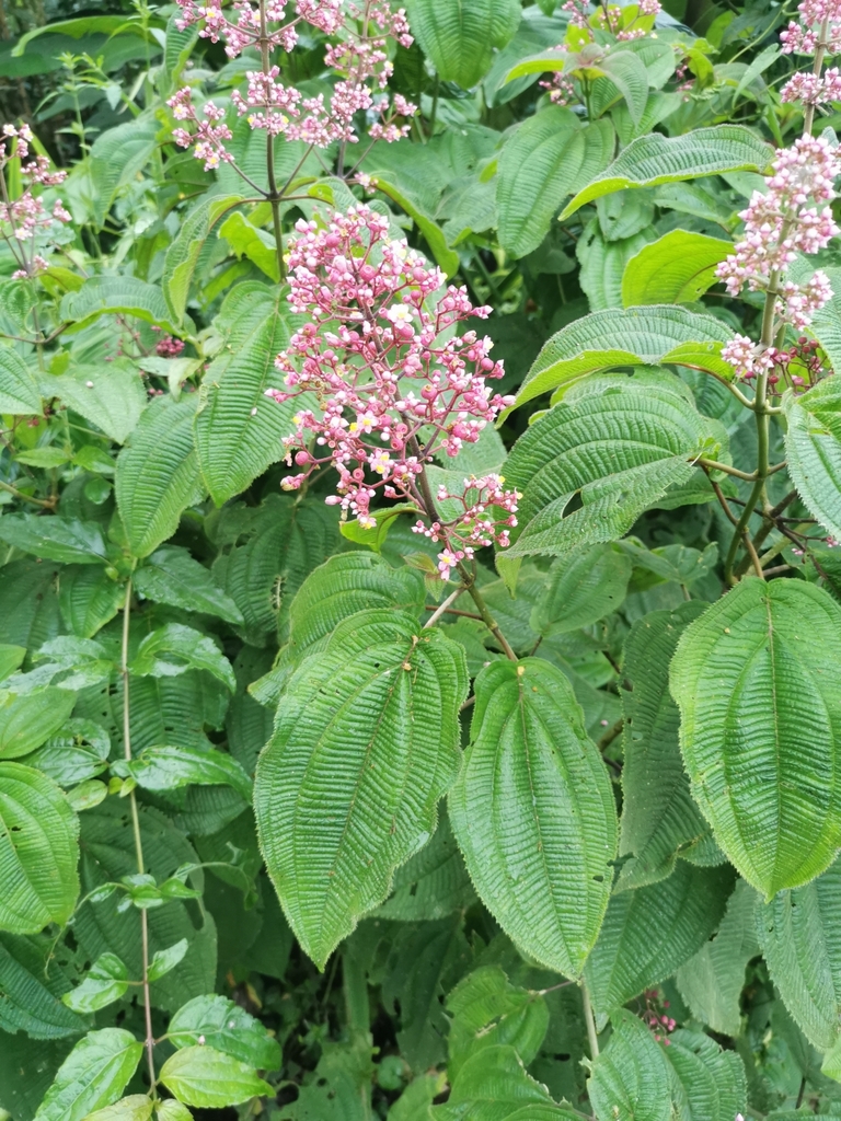 pink pearl bush from San Lorenzo, Provincia de Alajuela, San Ramón ...