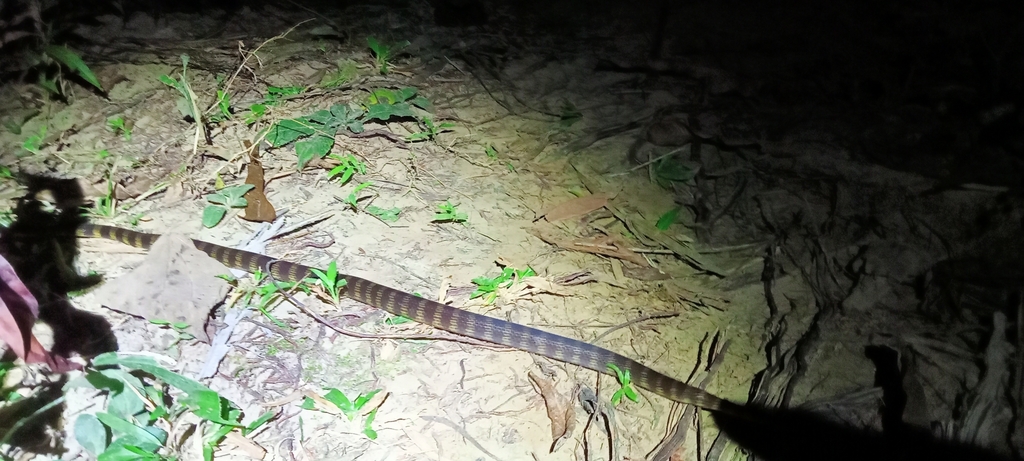 Andaman Krait in January 2024 by Anand James Tirkey · iNaturalist