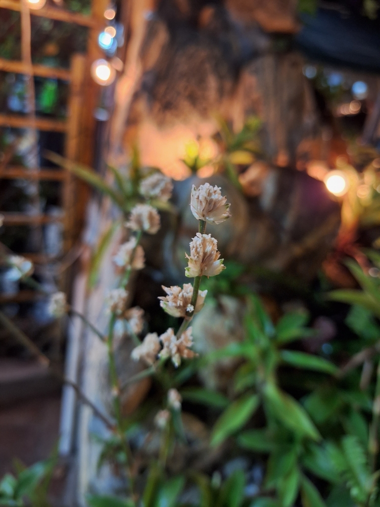 Roselings from Rinconada, 71983 Puerto Escondido, Oax., México on ...