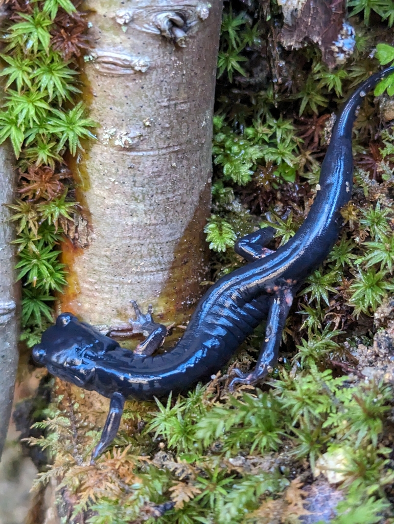 Southern Gray-cheeked Salamander from Saluda, NC 28773, USA on January ...