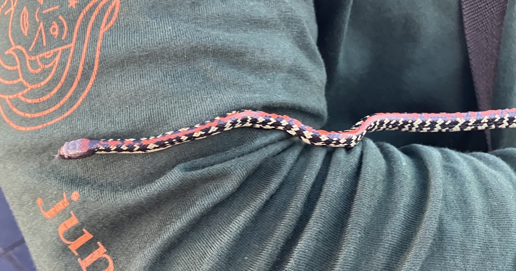 Panama Spotted Night Snake from Loreto, PE on January 28, 2024 at 06:00 ...