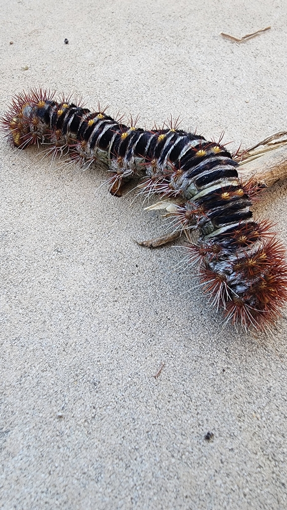 Batwing Moth from Point Leo VIC 3916, Australia on January 29, 2024 at ...